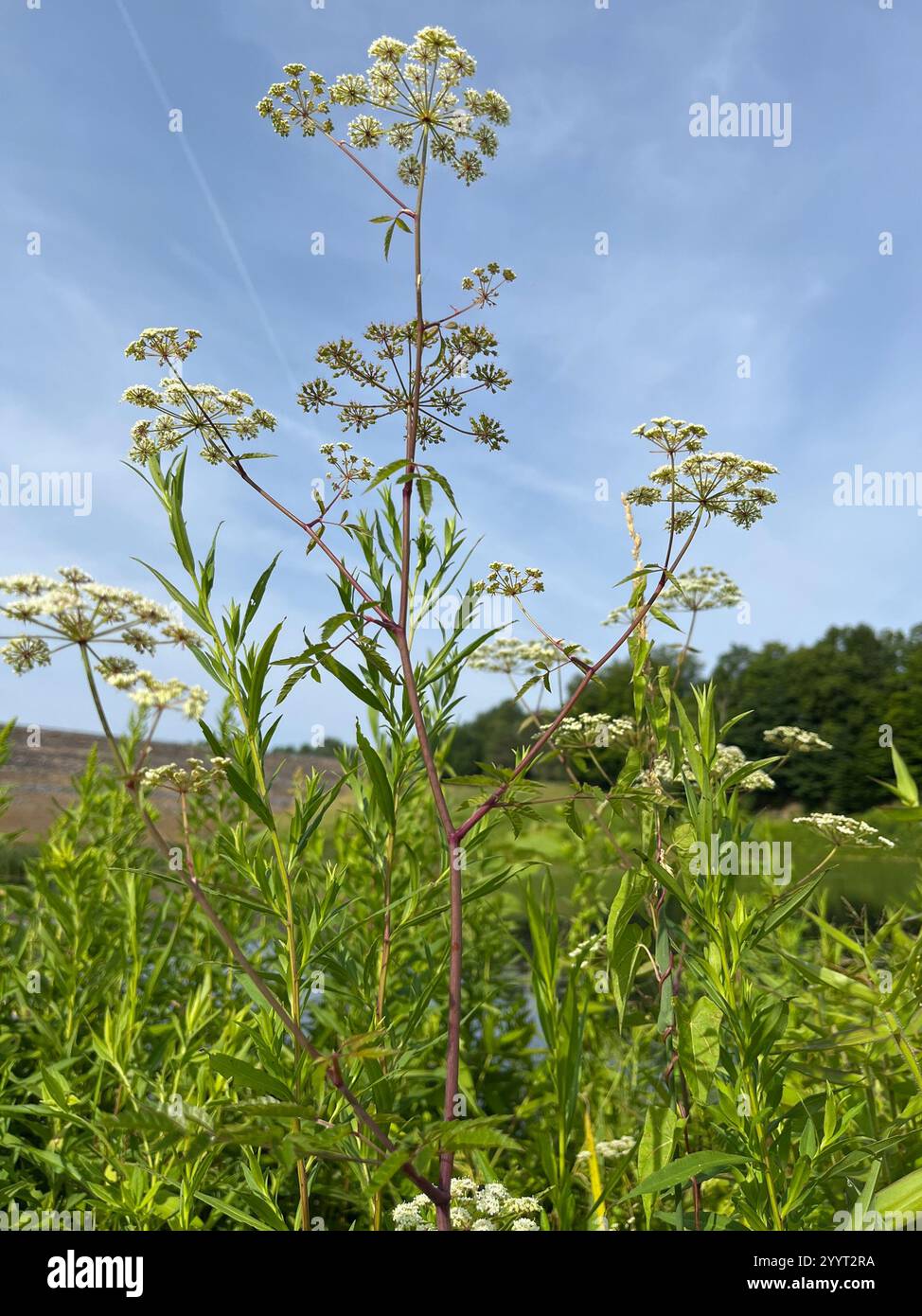 Water hemlocks hi-res stock photography and images - Alamy