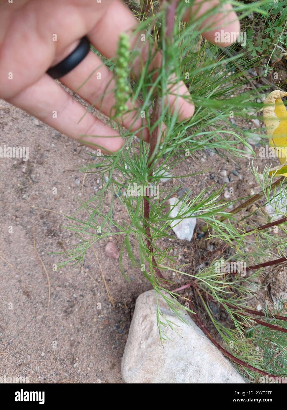 Field Sagewort (Artemisia campestris Stock Photo - Alamy