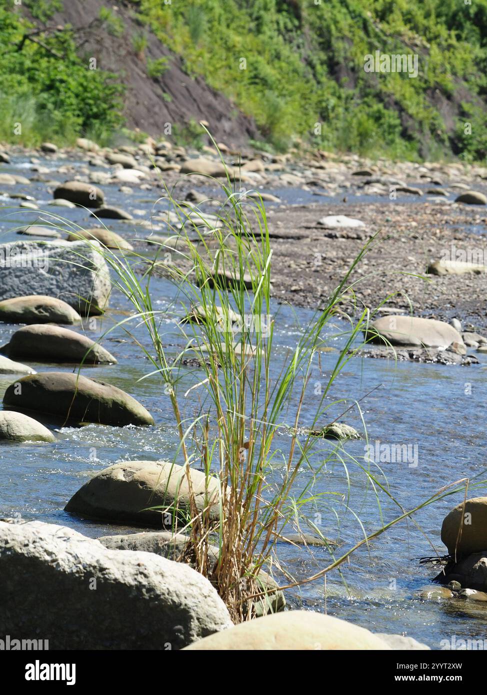 Wild Cane (Saccharum spontaneum Stock Photo - Alamy