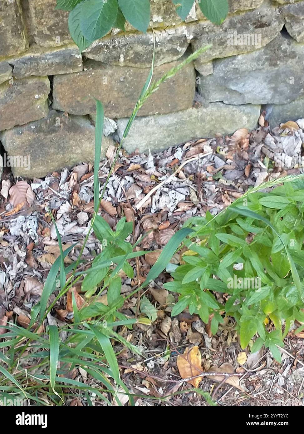 bearded wild rye (Elymus caninus Stock Photo - Alamy