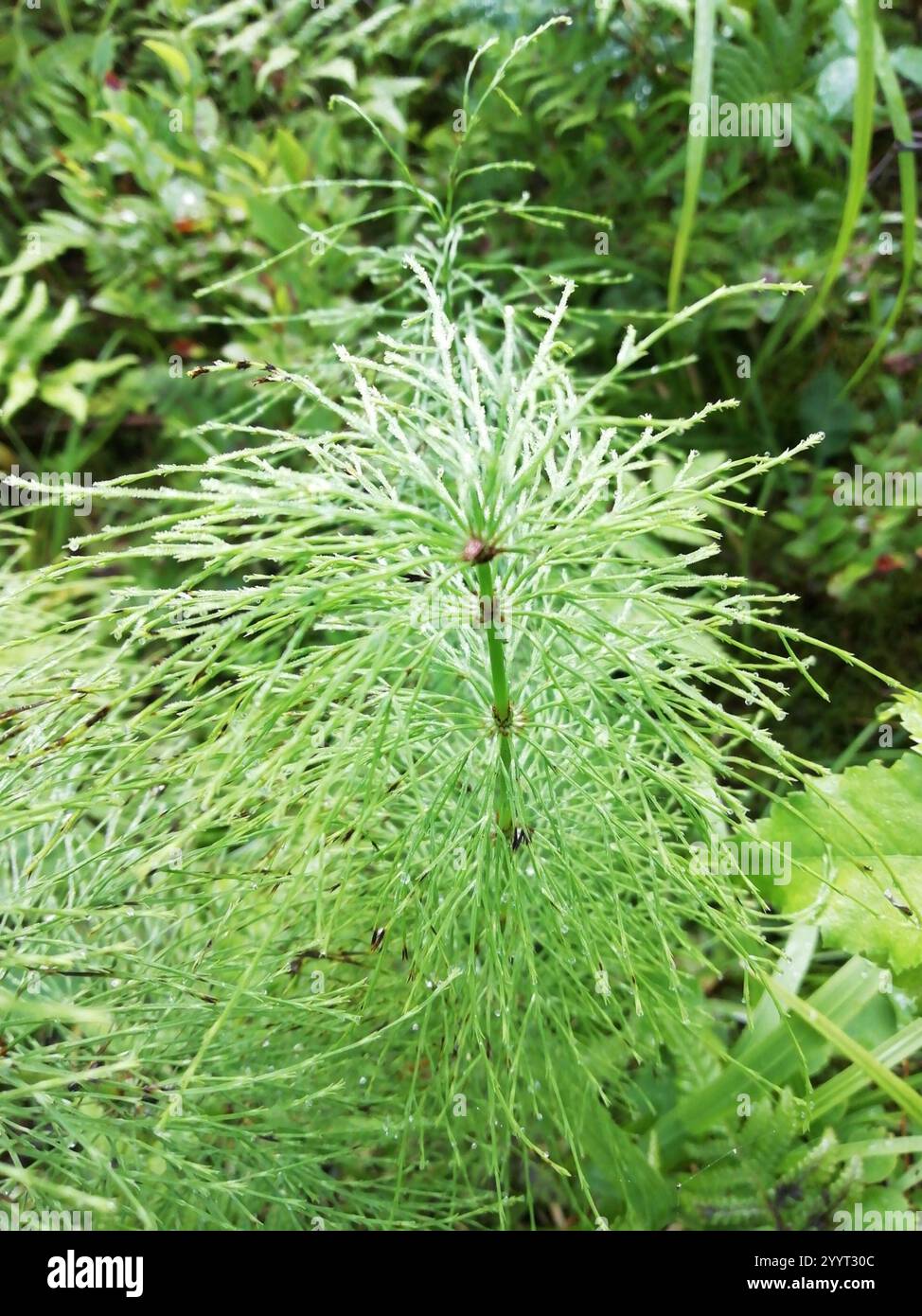 wood horsetail (Equisetum sylvaticum Stock Photo - Alamy
