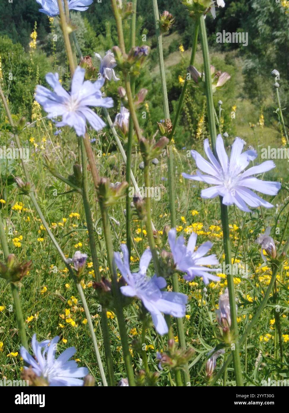 chicory (Cichorium intybus Stock Photo - Alamy