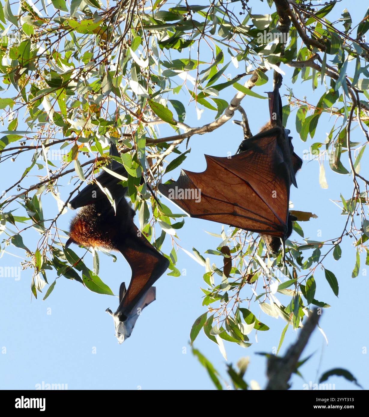 Black Flying-fox (Pteropus alecto Stock Photo - Alamy