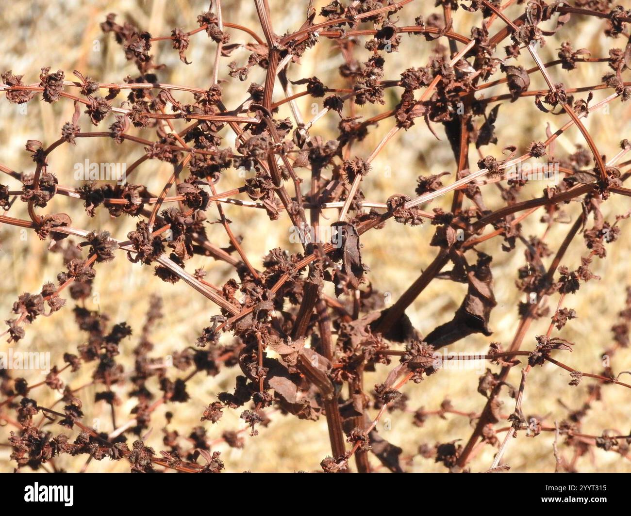 fiddle dock (Rumex pulcher Stock Photo - Alamy