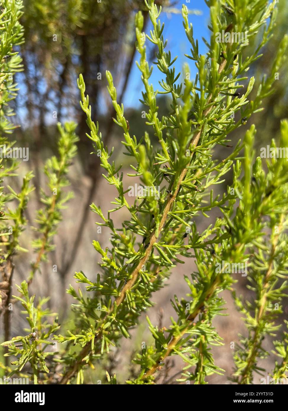 Ericameria ericoides hi-res stock photography and images - Alamy