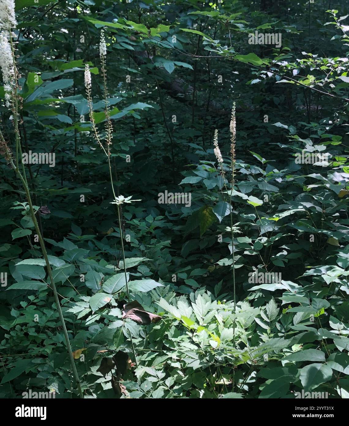 black cohosh (Actaea racemosa Stock Photo - Alamy