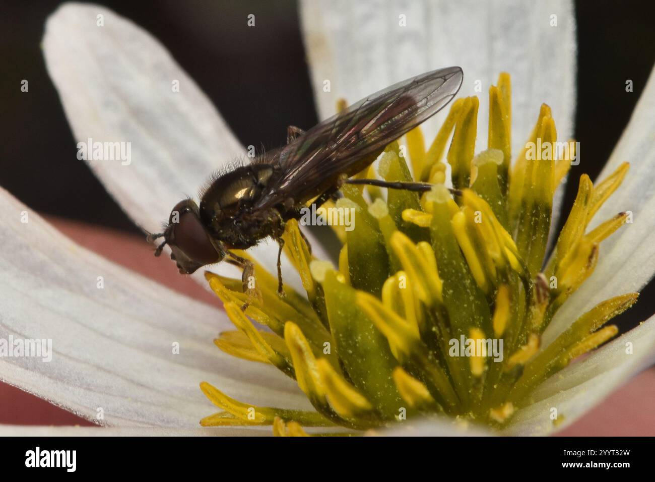 Variable Duskyface Fly (Melanostoma mellinum Stock Photo - Alamy