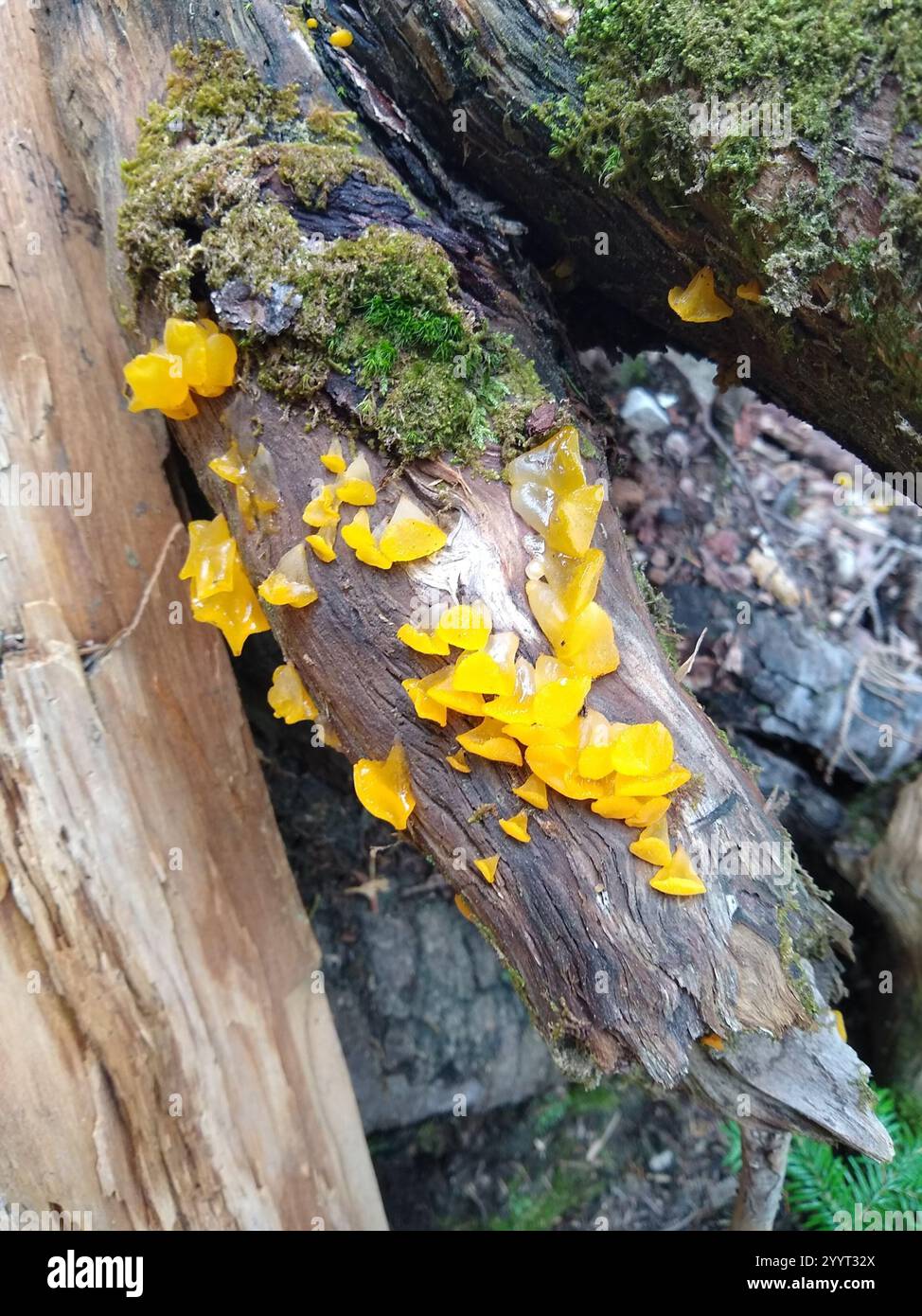 alpine jelly cone (Guepiniopsis alpina Stock Photo - Alamy