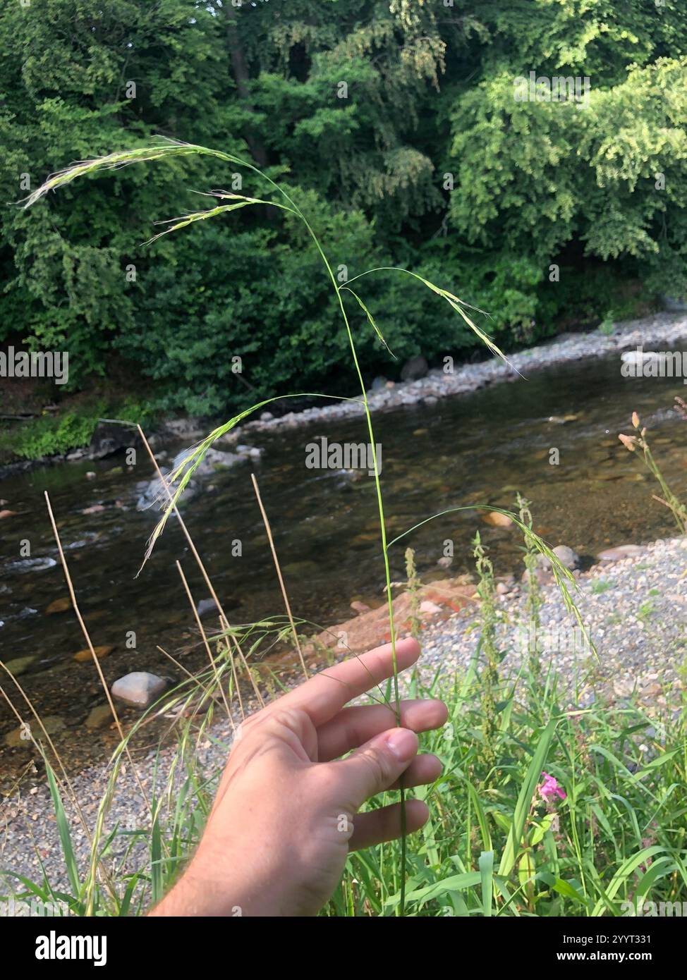 Giant Fescue (Lolium giganteum Stock Photo - Alamy