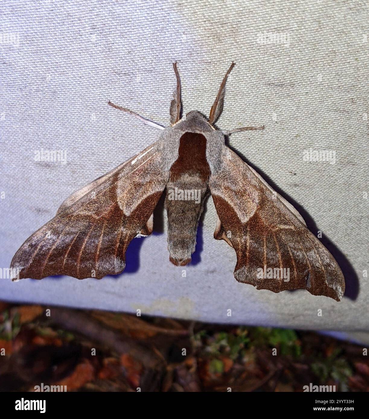 Western Eyed Sphinx (Smerinthus ophthalmica Stock Photo - Alamy