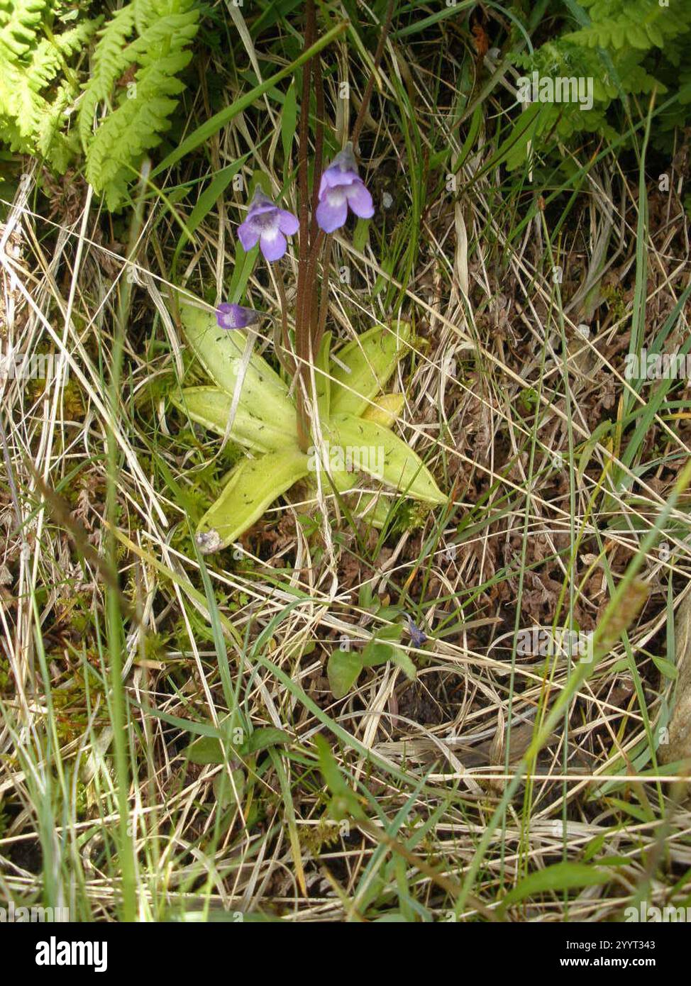 Common Butterwort (Pinguicula vulgaris Stock Photo - Alamy