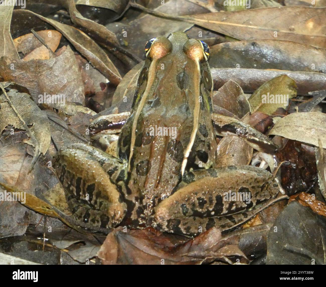 Southern Leopard Frog (Lithobates sphenocephalus Stock Photo - Alamy