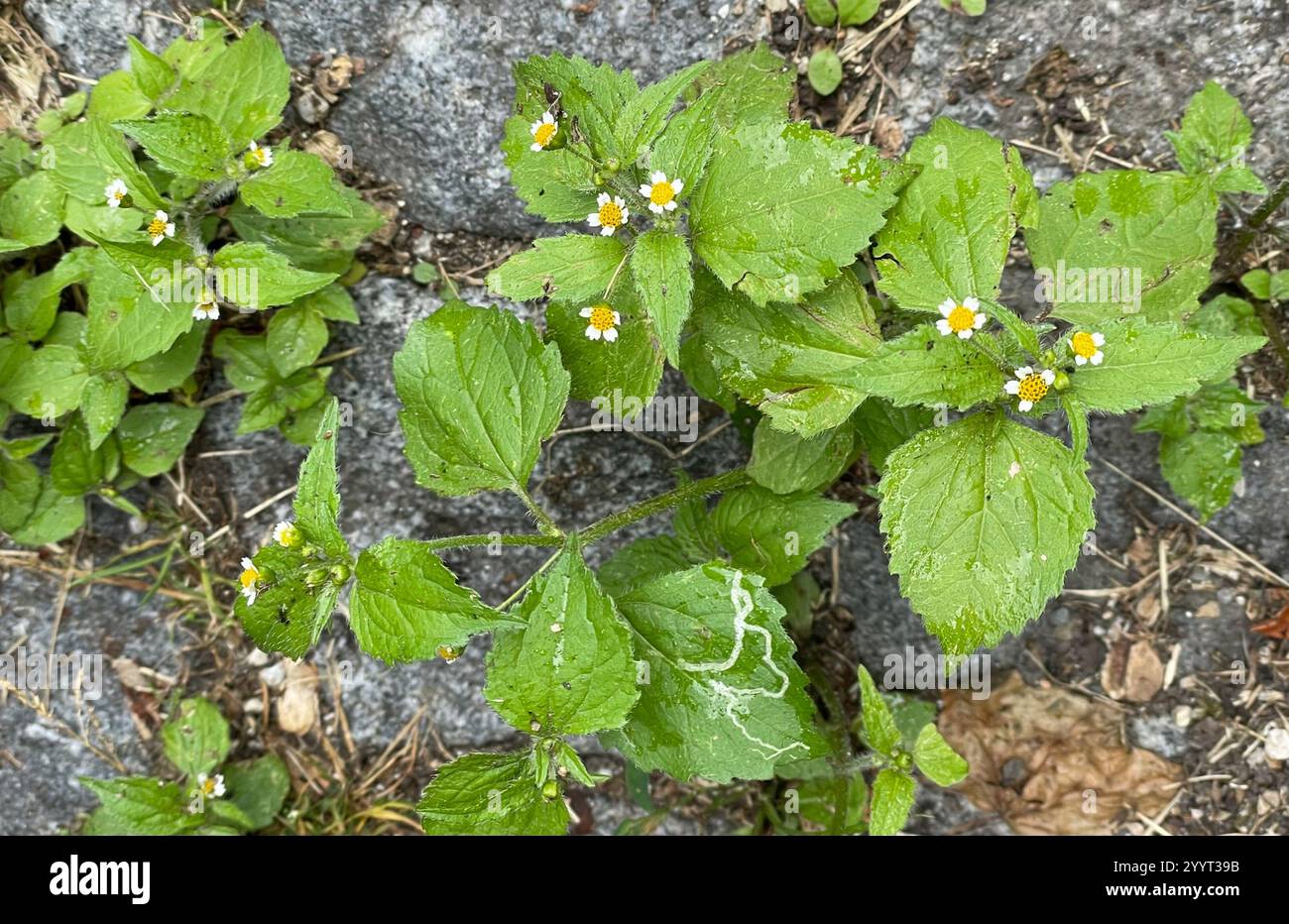 shaggy soldier (Galinsoga quadriradiata Stock Photo - Alamy