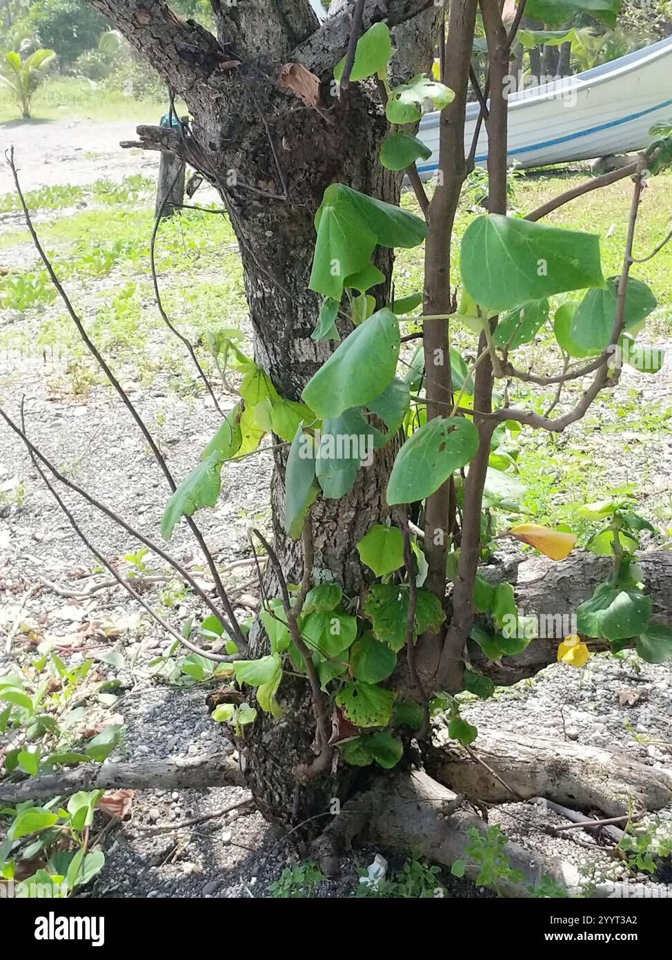 sea hibiscus (Hibiscus tiliaceus Stock Photo - Alamy