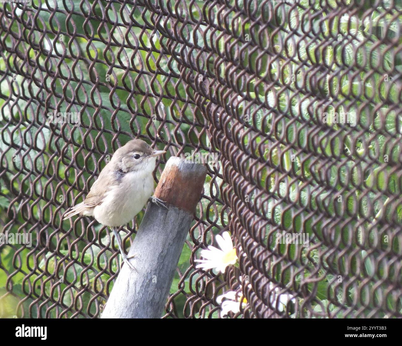 Blyth's Reed Warbler (Acrocephalus dumetorum Stock Photo - Alamy