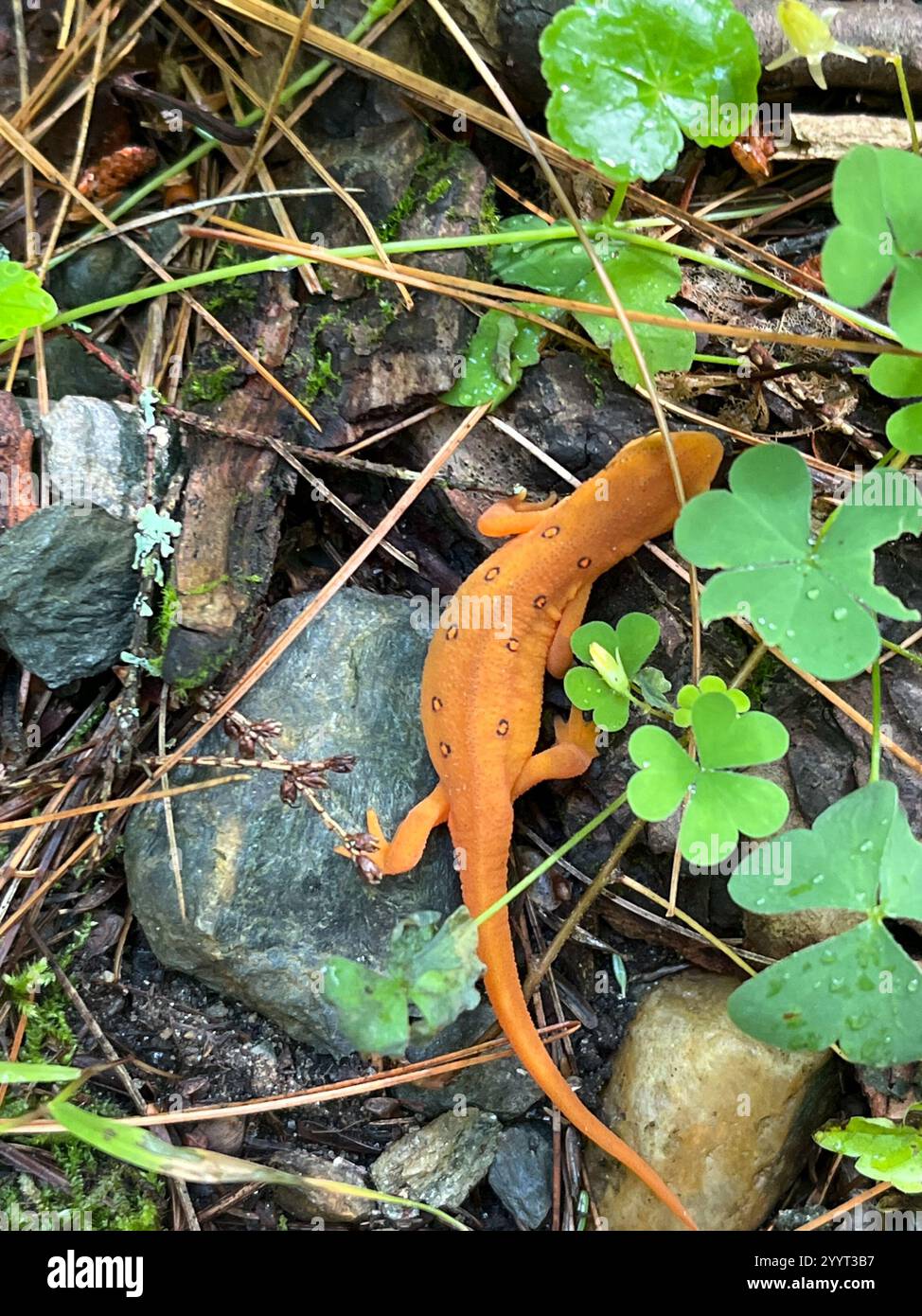 Eastern Newt (Notophthalmus viridescens Stock Photo - Alamy