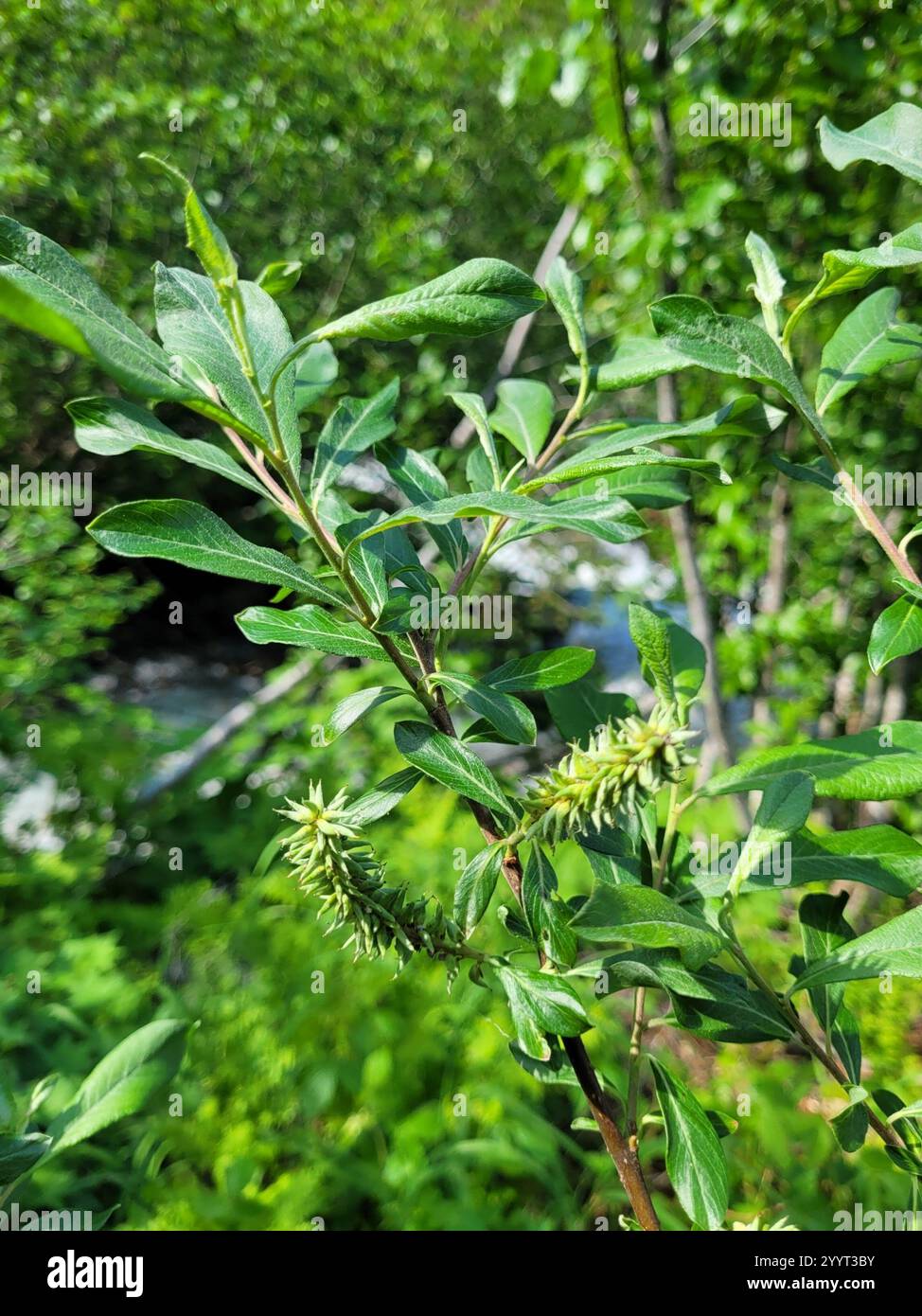 bebb's willow (Salix bebbiana Stock Photo - Alamy