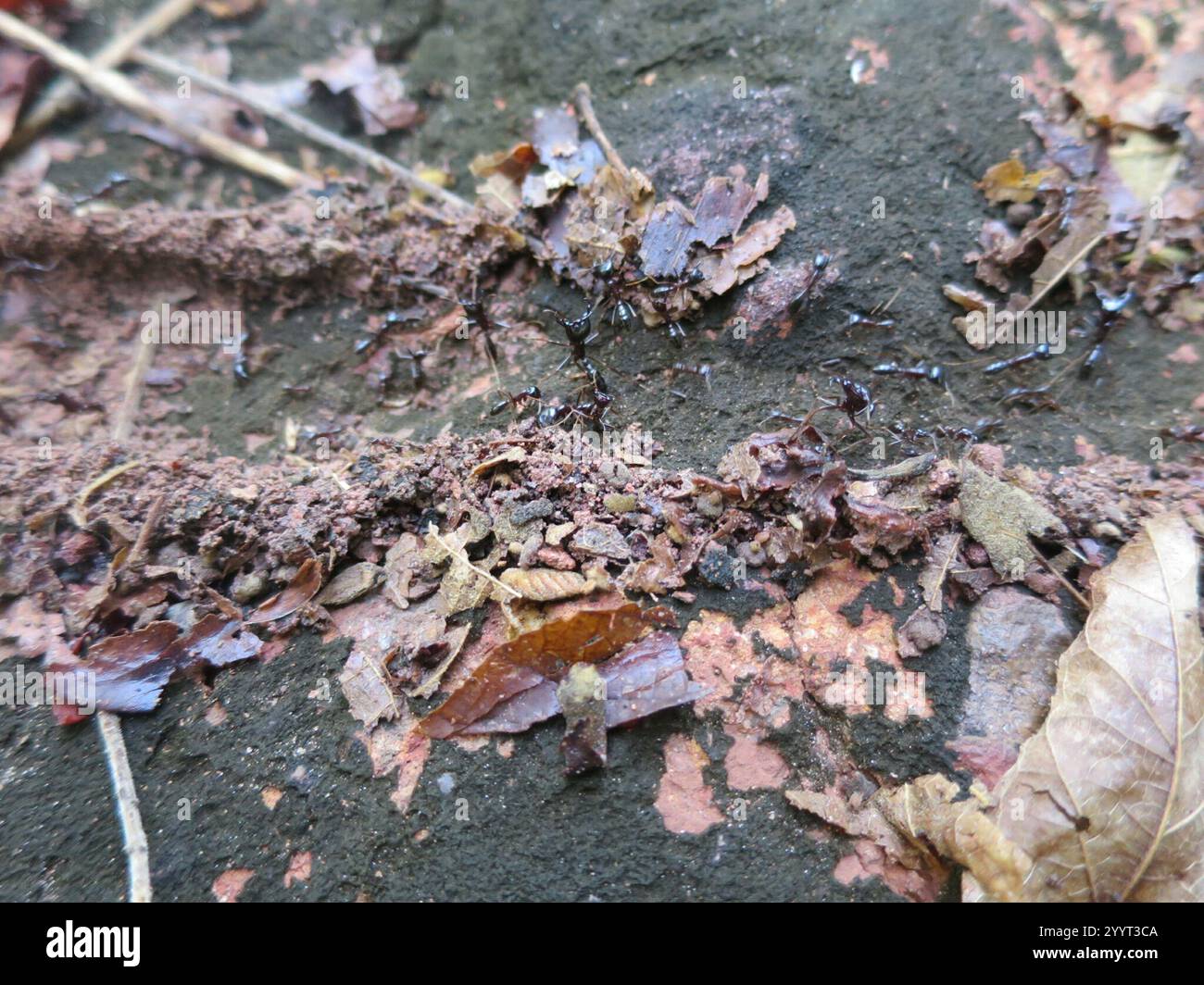 Typical Driver Ants (Dorylus nigricans Stock Photo - Alamy