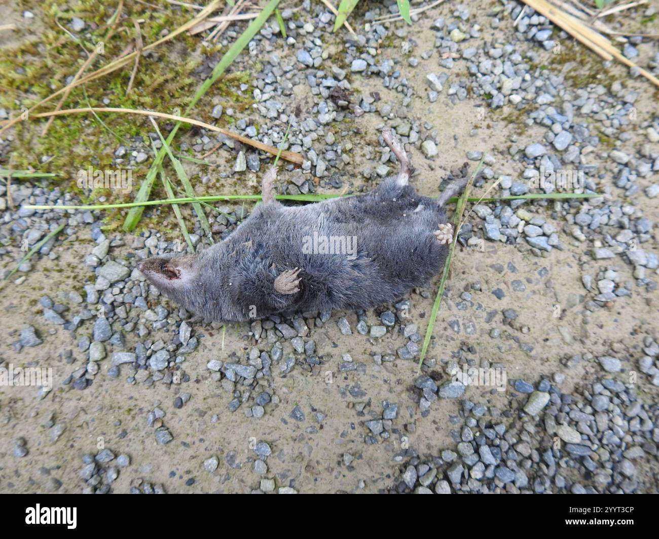 Short-tailed and Small-eared Shrews (Blarinini Stock Photo - Alamy