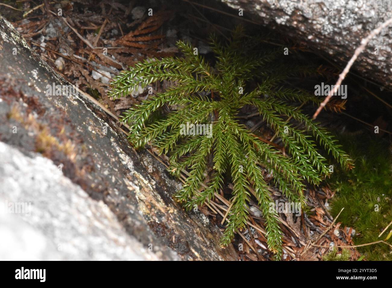 prickly tree-clubmoss (Dendrolycopodium dendroideum Stock Photo - Alamy