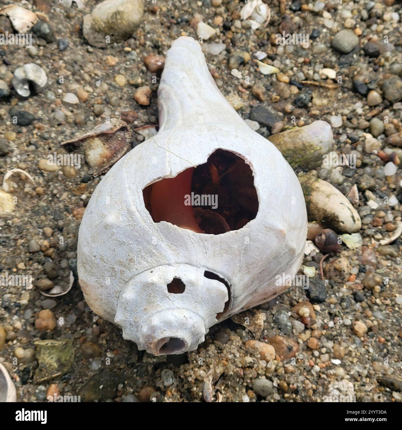 Knobbed Whelk (Busycon carica Stock Photo - Alamy