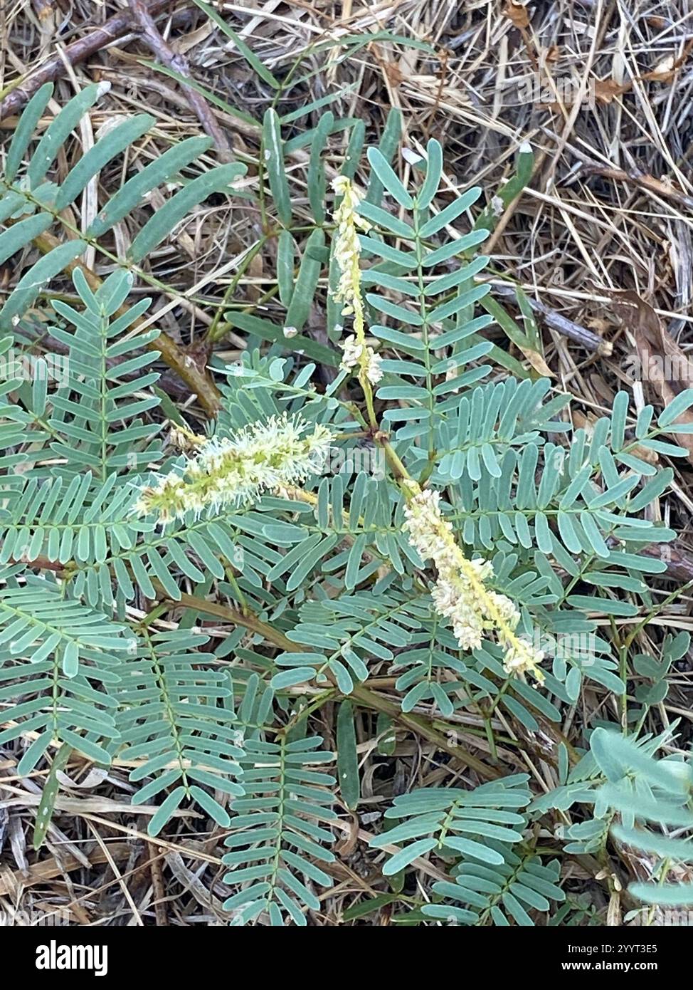 Neltuma glandulosa hi-res stock photography and images - Alamy
