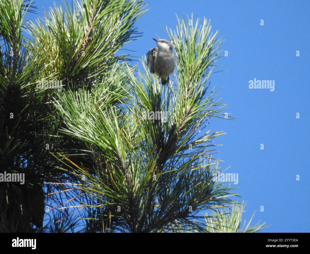 Pygmy Nuthatch (Sitta pygmaea Stock Photo - Alamy