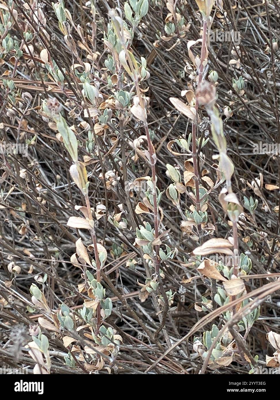 Cleveland Sage (Salvia clevelandii Stock Photo - Alamy
