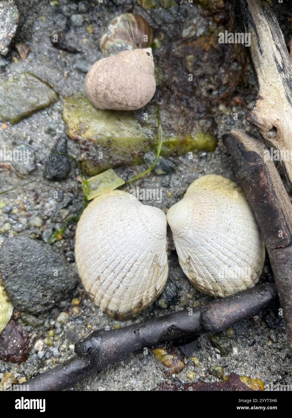 Common Cockle (Cerastoderma edule Stock Photo - Alamy