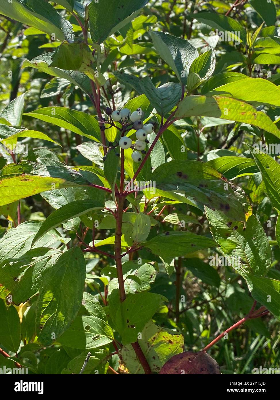 red osier dogwood (Cornus sericea Stock Photo - Alamy
