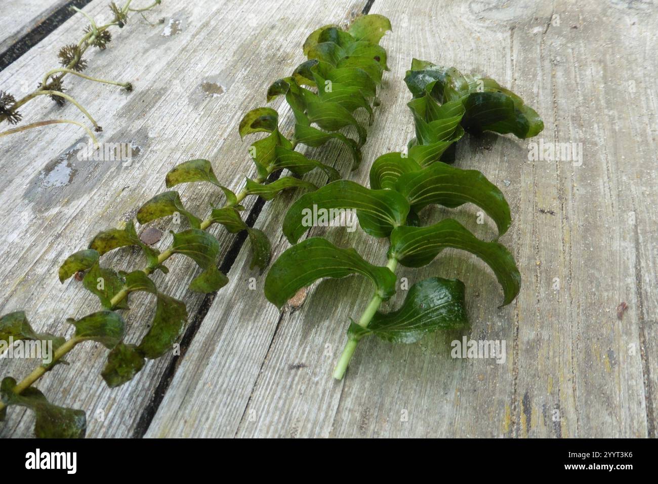 Perfoliate Pondweed (Potamogeton perfoliatus Stock Photo - Alamy