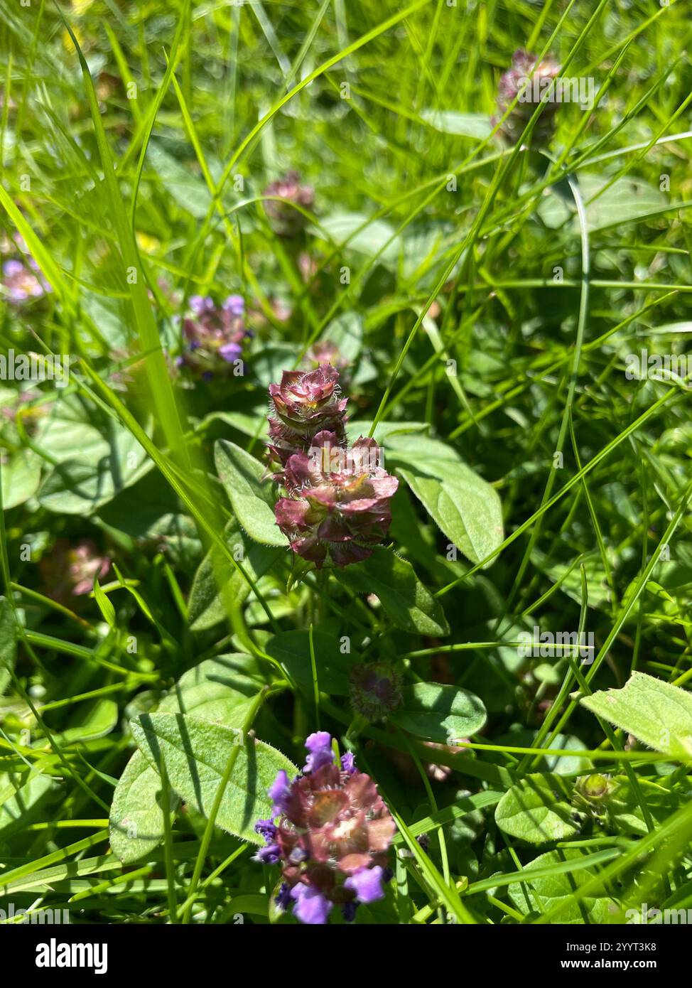 common selfheal (Prunella vulgaris Stock Photo - Alamy