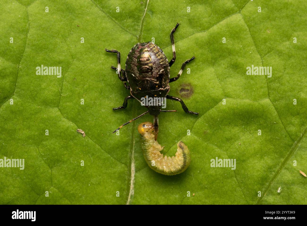 Spiny Shield Bug (Picromerus bidens Stock Photo - Alamy