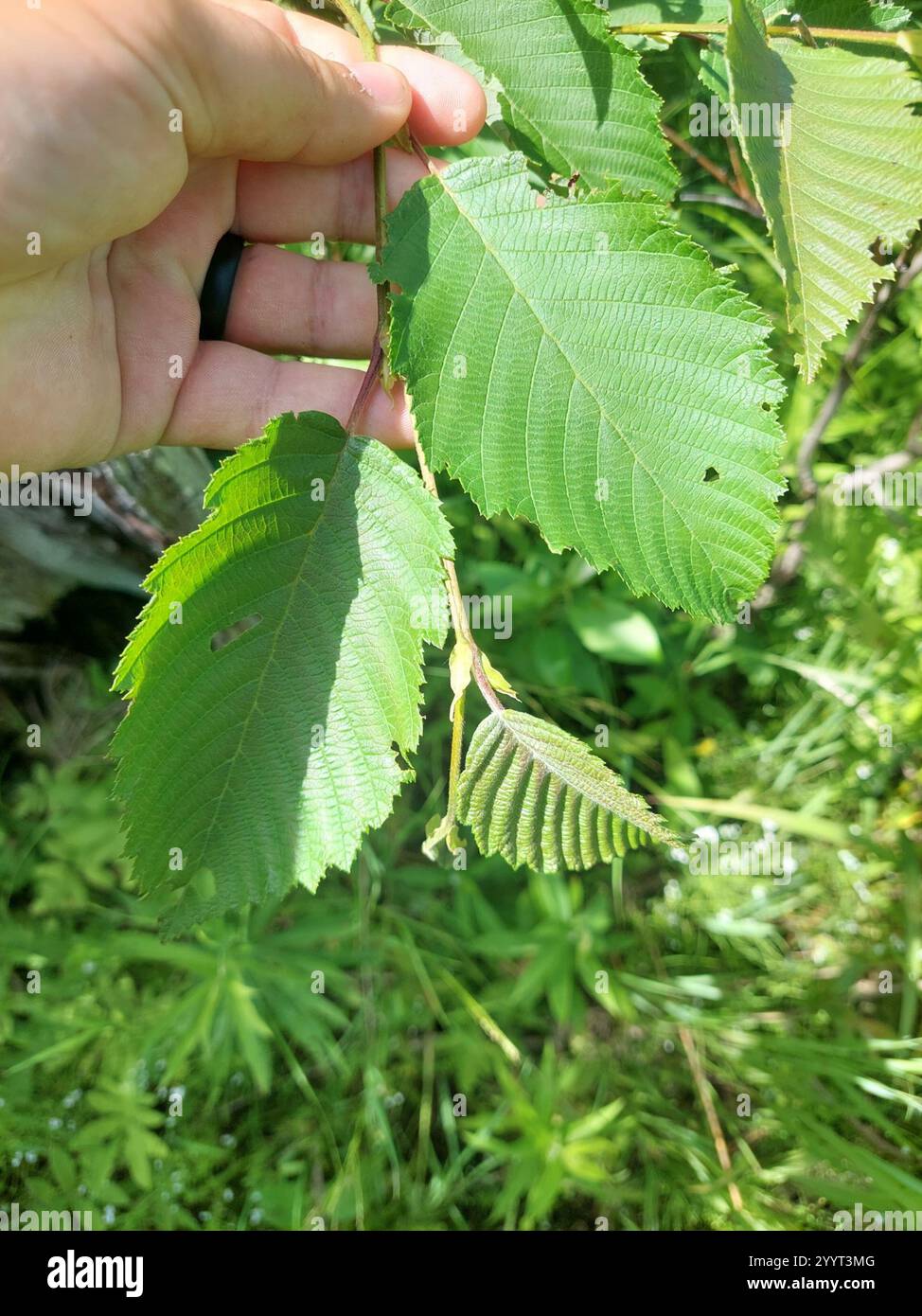 swamp alder (Alnus incana rugosa Stock Photo - Alamy