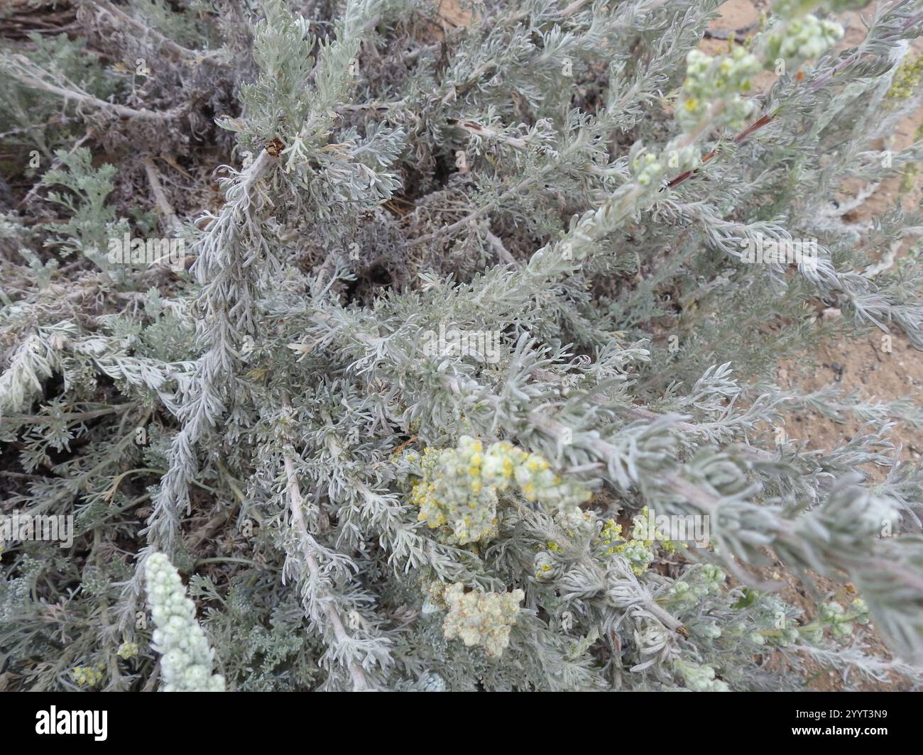 coastal sagewort (Artemisia pycnocephala Stock Photo - Alamy