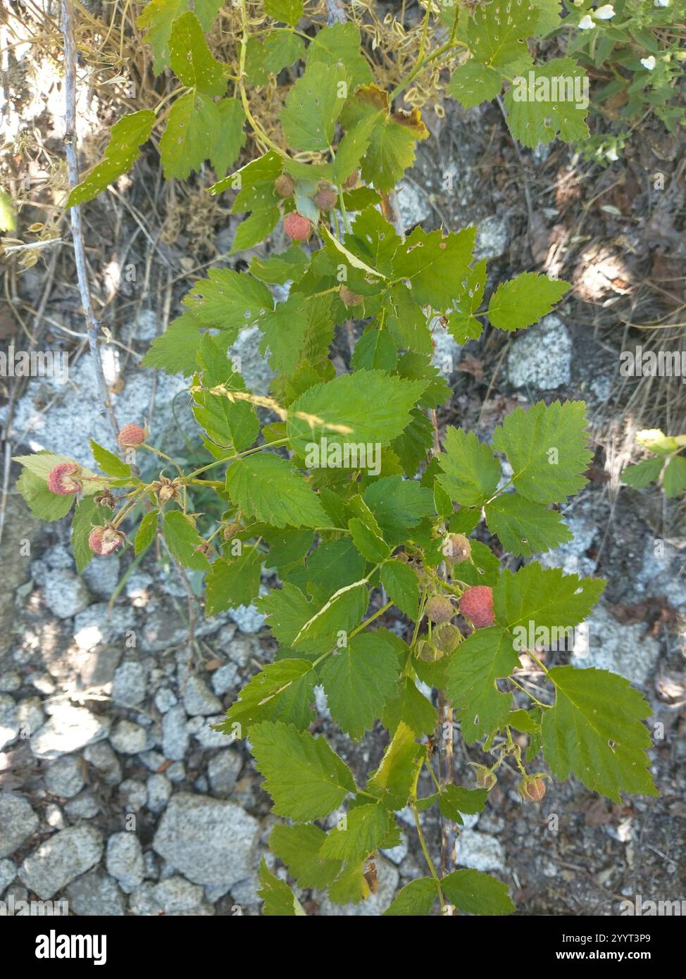 whitebark raspberry (Rubus leucodermis Stock Photo - Alamy