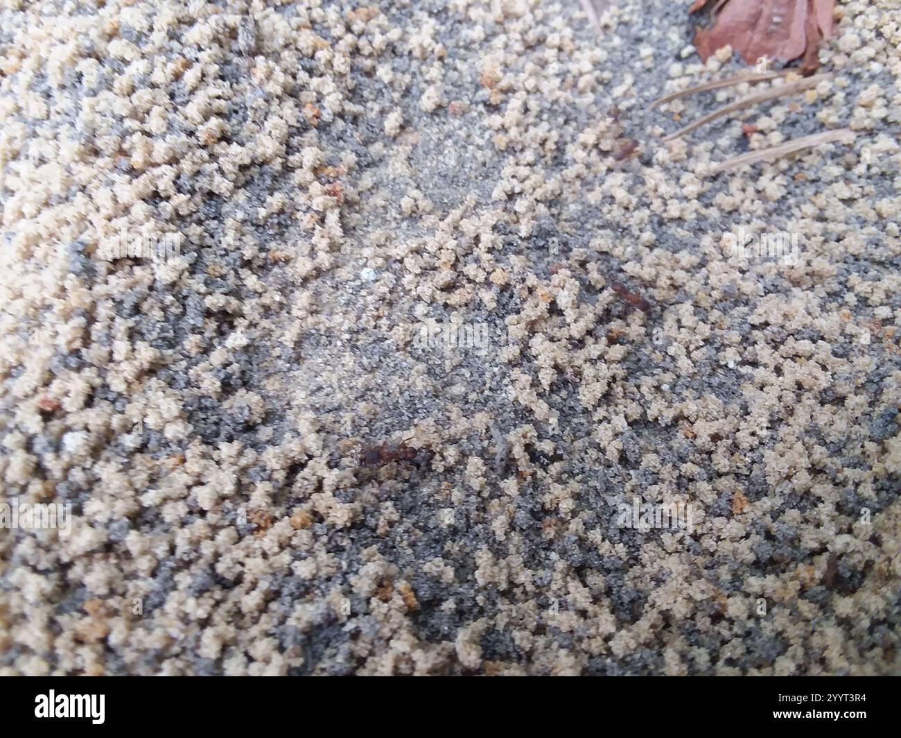 Northern Fungus-farming Ant (Trachymyrmex septentrionalis Stock Photo ...