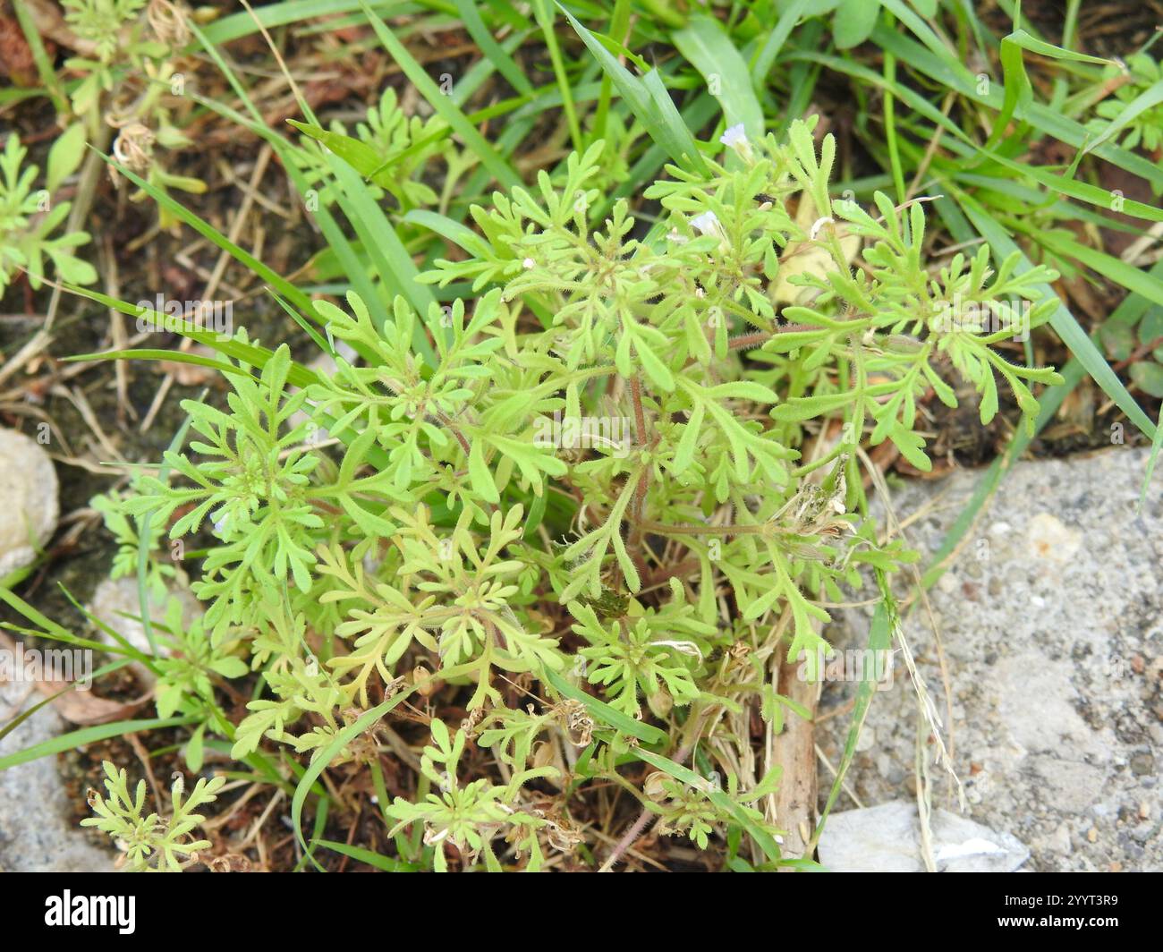 Obi-Wan conobea (Leucospora multifida Stock Photo - Alamy