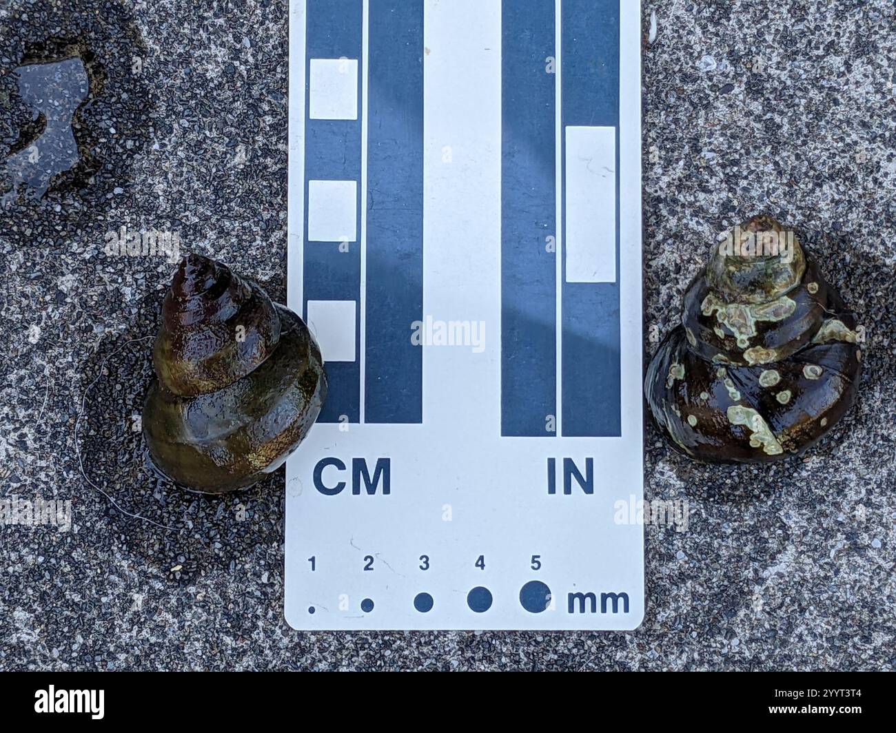 Chinese Mystery Snail (Cipangopaludina chinensis Stock Photo - Alamy