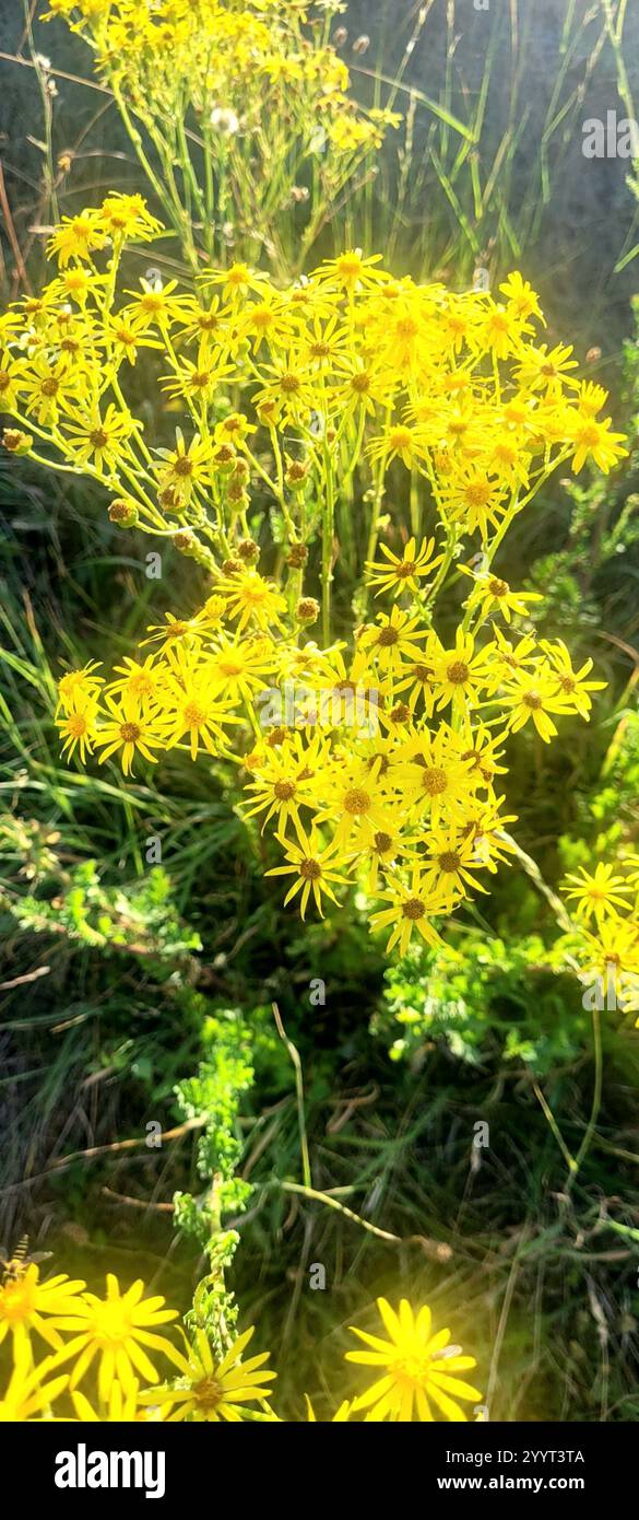 Hoary Ragwort (Jacobaea erucifolia Stock Photo - Alamy