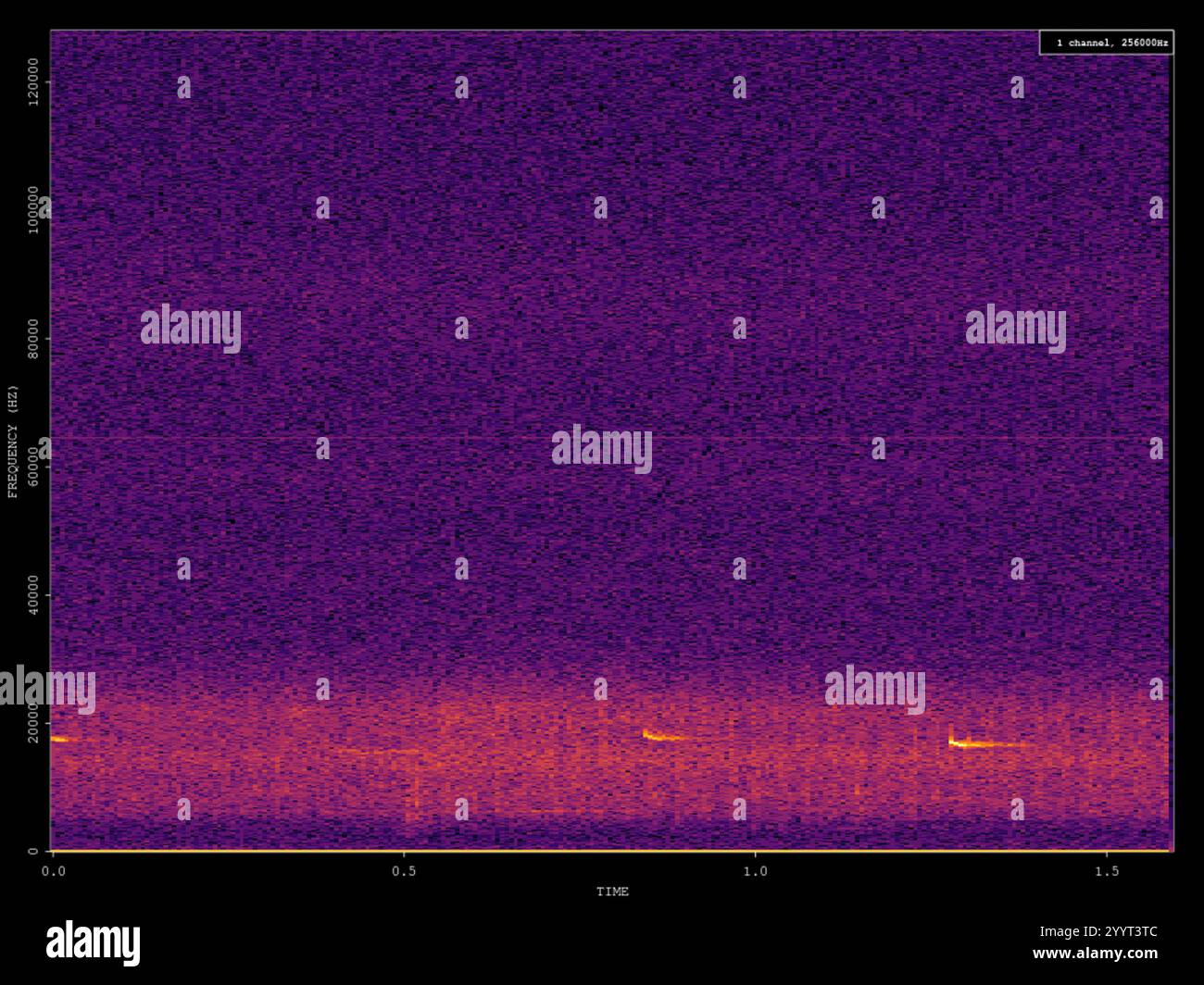 Common Noctule (Nyctalus noctula Stock Photo - Alamy