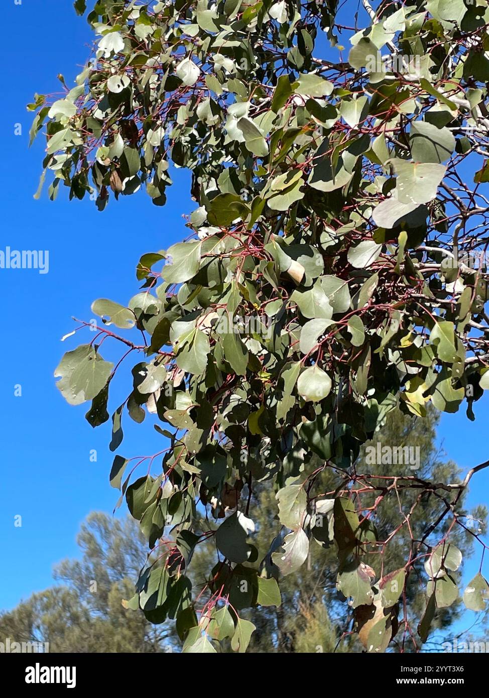 Poplar Box (Eucalyptus populnea Stock Photo - Alamy
