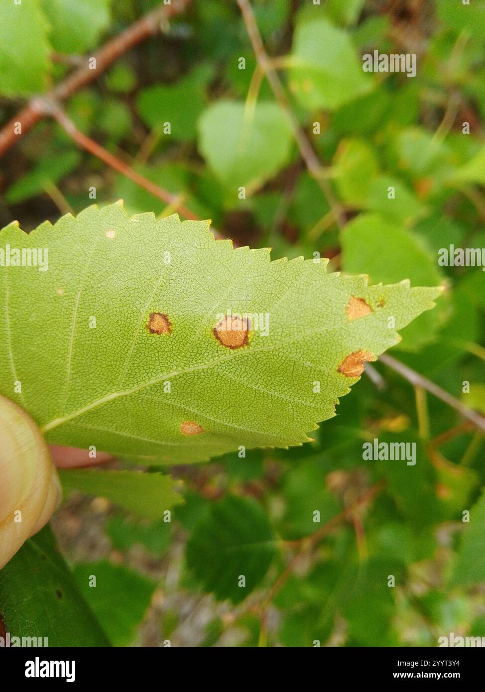 Gall and Rust Mites (Eriophyidae Stock Photo - Alamy