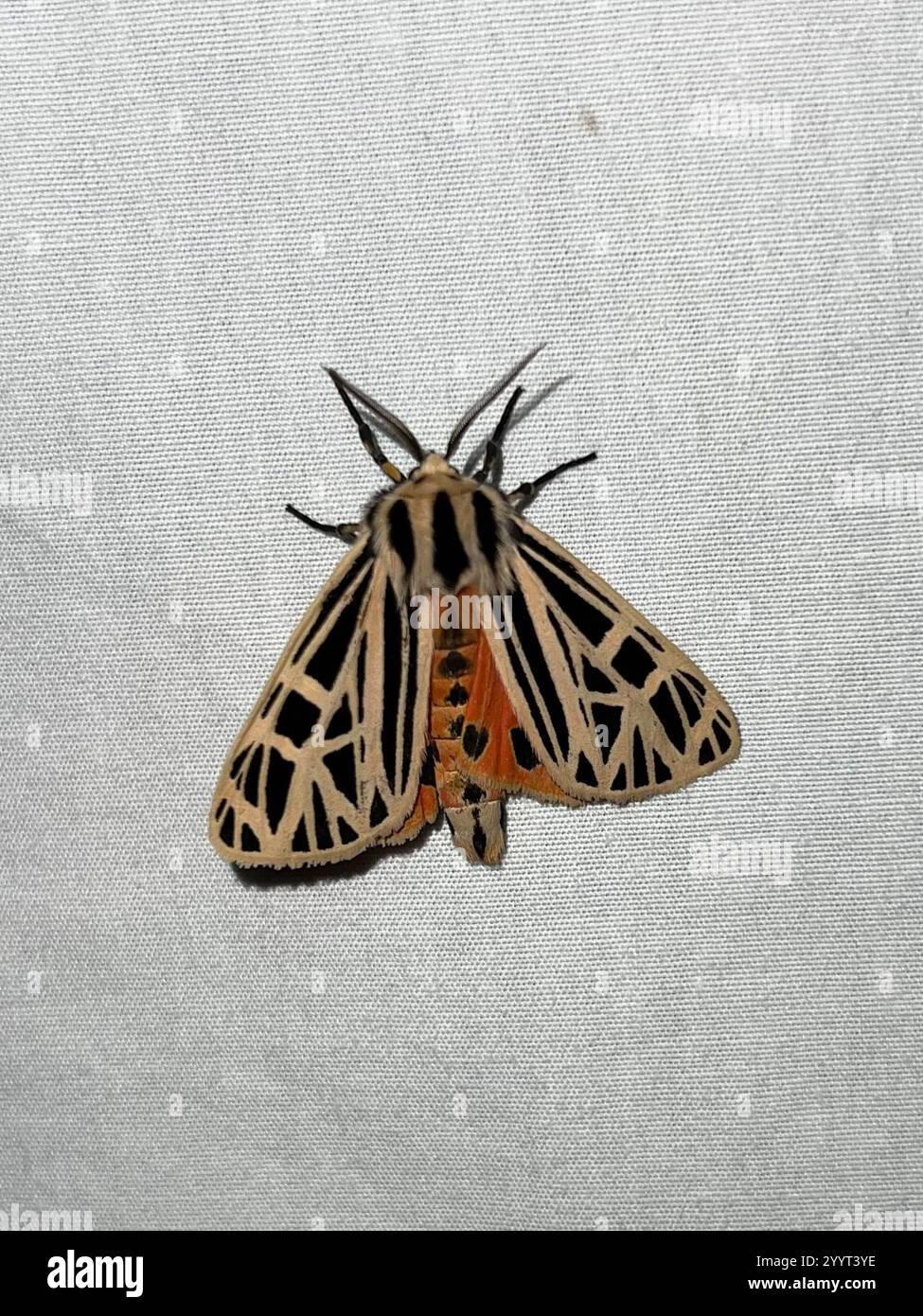 Virgin Tiger Moth (Apantesis virgo Stock Photo - Alamy