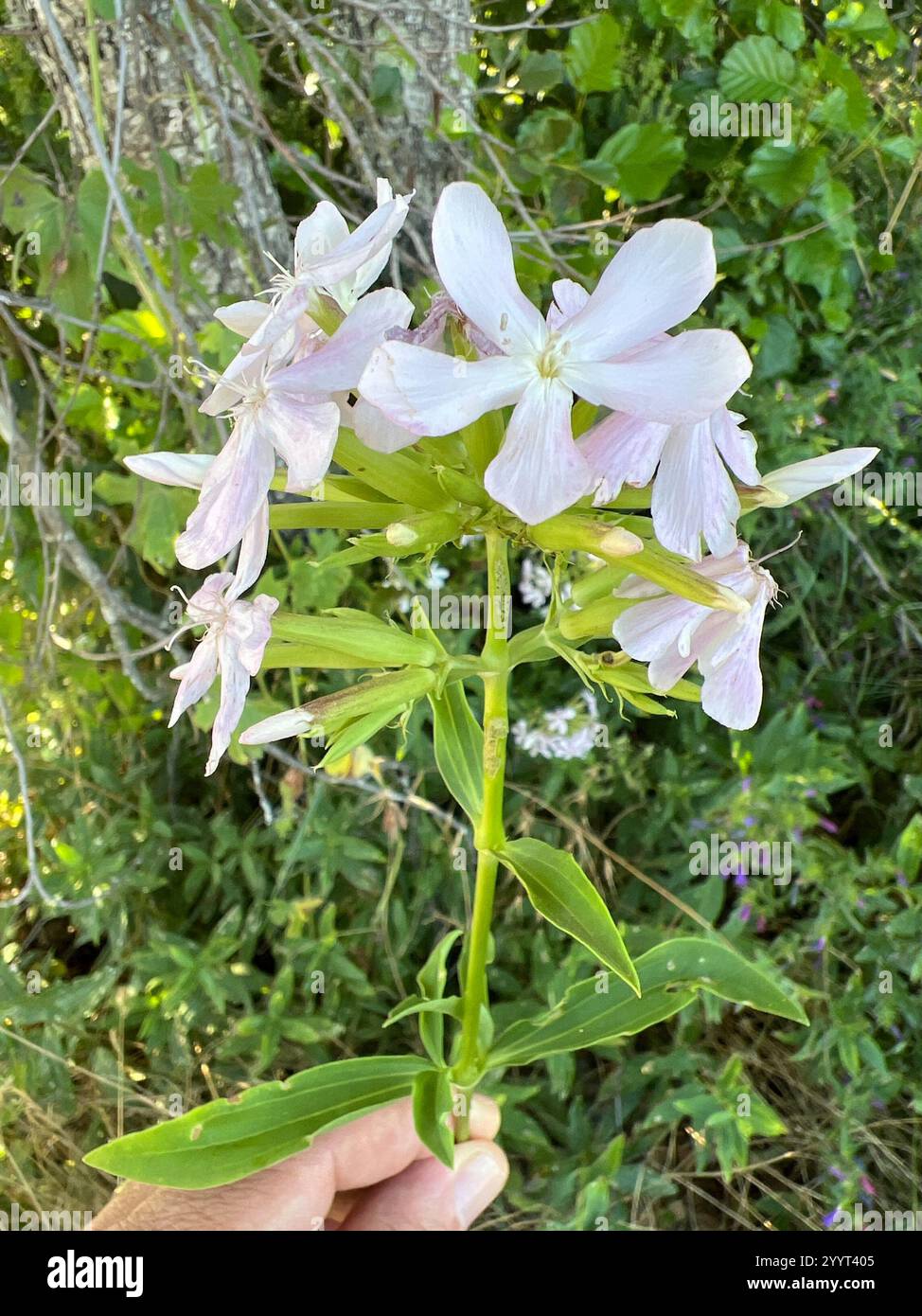 common soapwort (Saponaria officinalis Stock Photo - Alamy