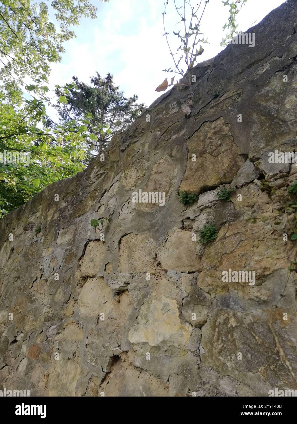 wall-rue (Asplenium ruta-muraria Stock Photo - Alamy