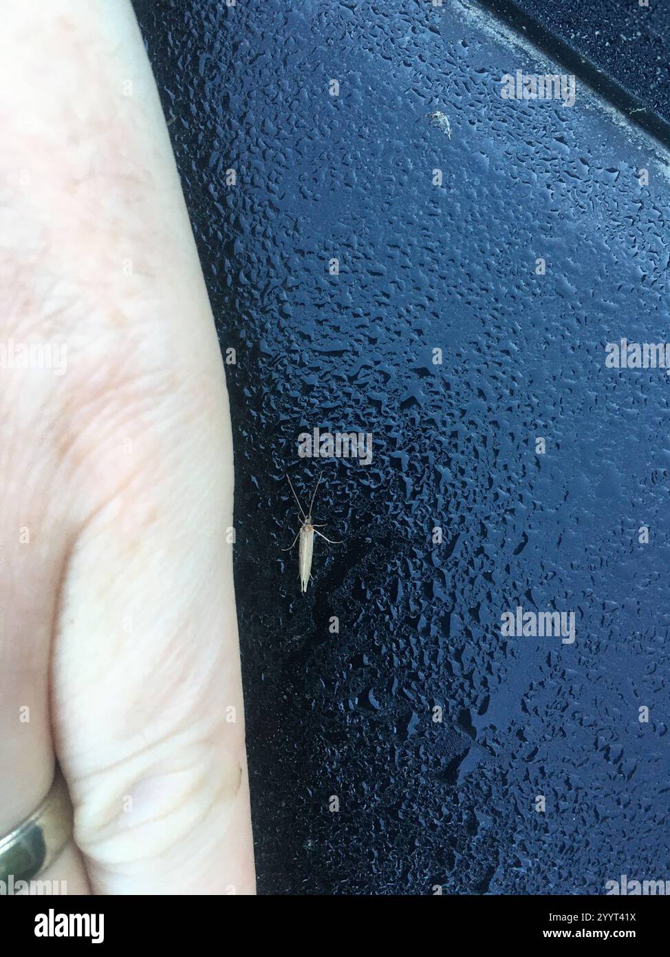 Winged and once winged insects hi-res stock photography and images - Alamy