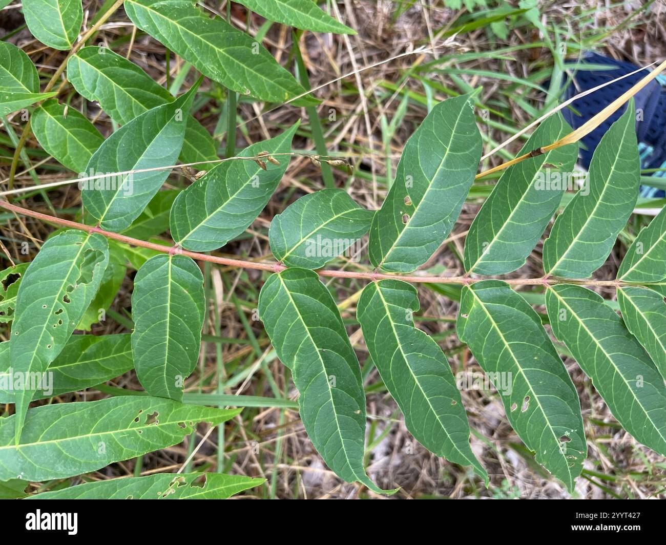 tree-of-heaven (Ailanthus altissima Stock Photo - Alamy