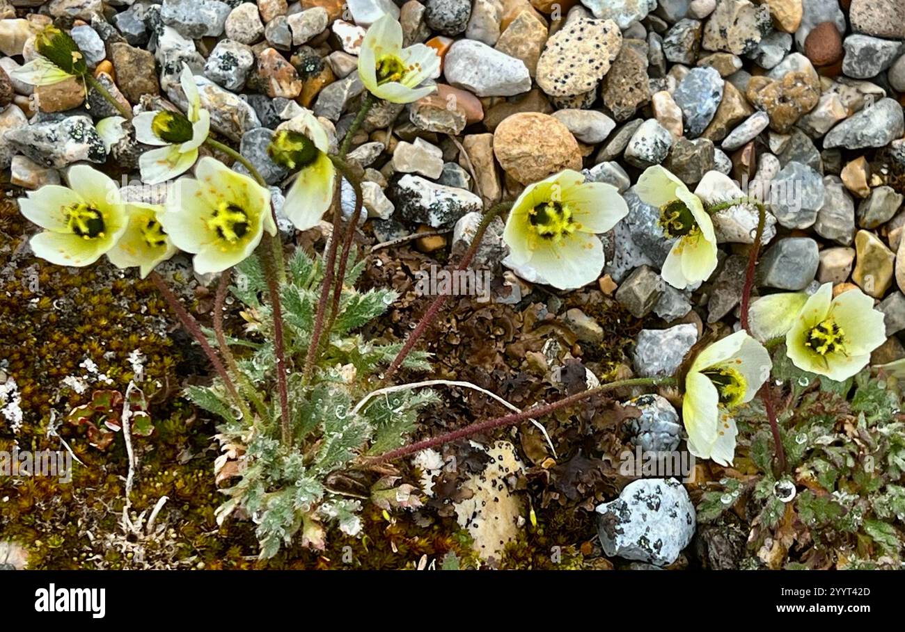 Svalbard Poppy (Papaver dahlianum Stock Photo - Alamy