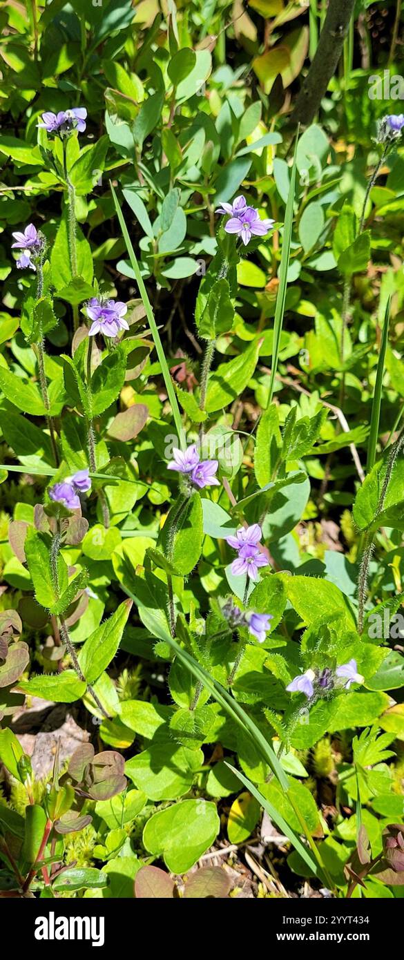 American alpine speedwell hi-res stock photography and images - Alamy